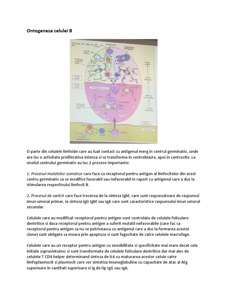 Curs 6 Hematologie | PDF