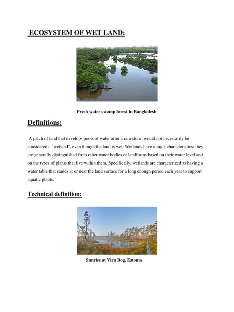 Ecosystem of Wetland | PDF | Wetland | Restoration Ecology