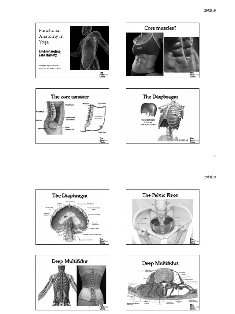 Core Anatomy in Yoga | PDF