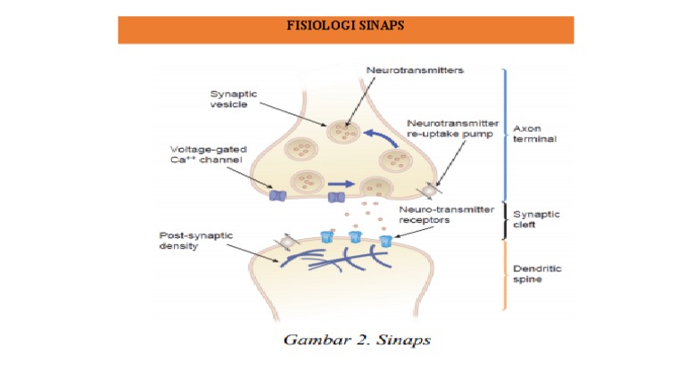 Presentation Sinaps | PDF