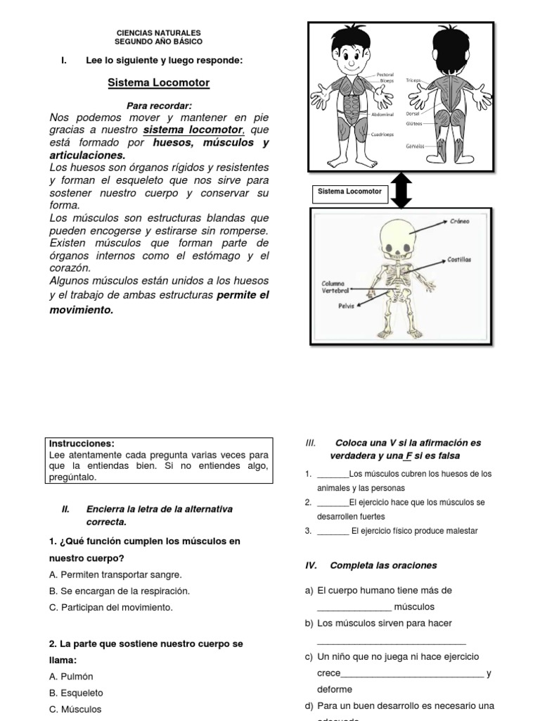 Guia Huesos Y Musculos Pdf Sistema Musculoesquelético Humano Músculo