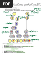 Snurfle Meiosis Interactive Guide | PDF | Meiosis | Chromosome