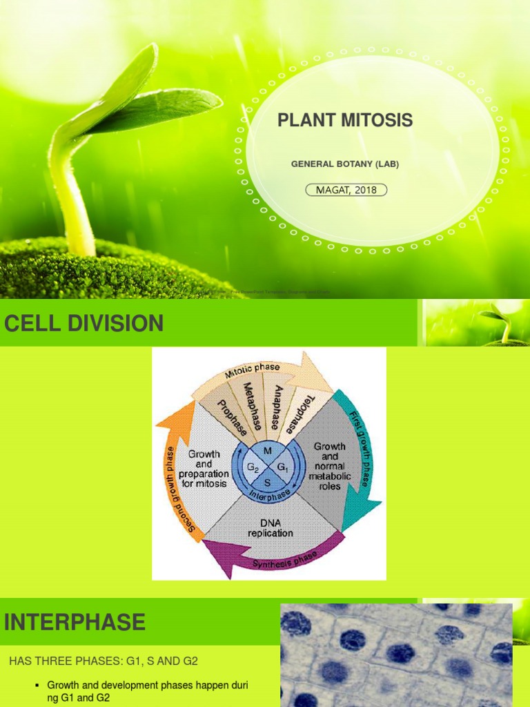 Plant Cell Mitosis: Anaphase Overview | PDF | Mitosis | Chromosome