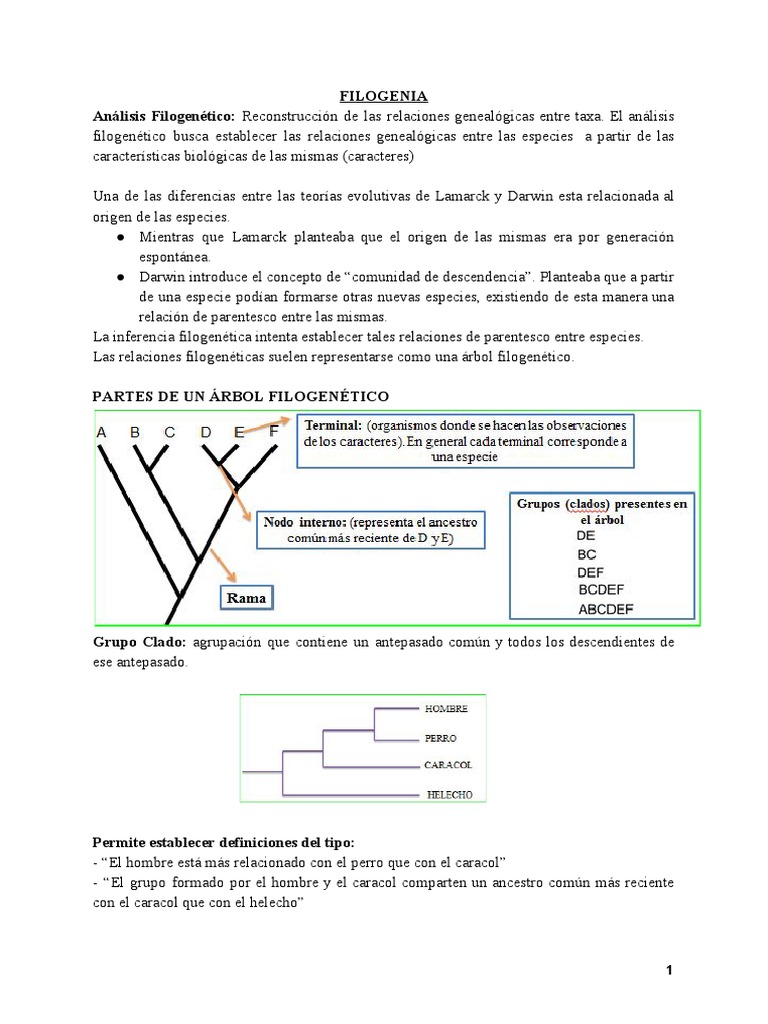 Filogenia Si | PDF | Filogenética | Filogenética Molecular