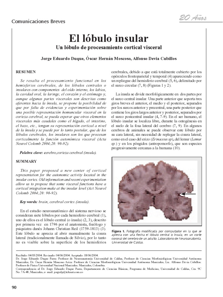 El Lóbulo Insular | PDF | Corteza Insular | Lóbulo temporal