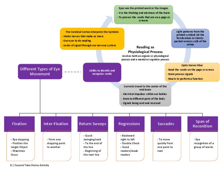 Different Types of Eye Movement: Reading As Physiological Process | PDF ...