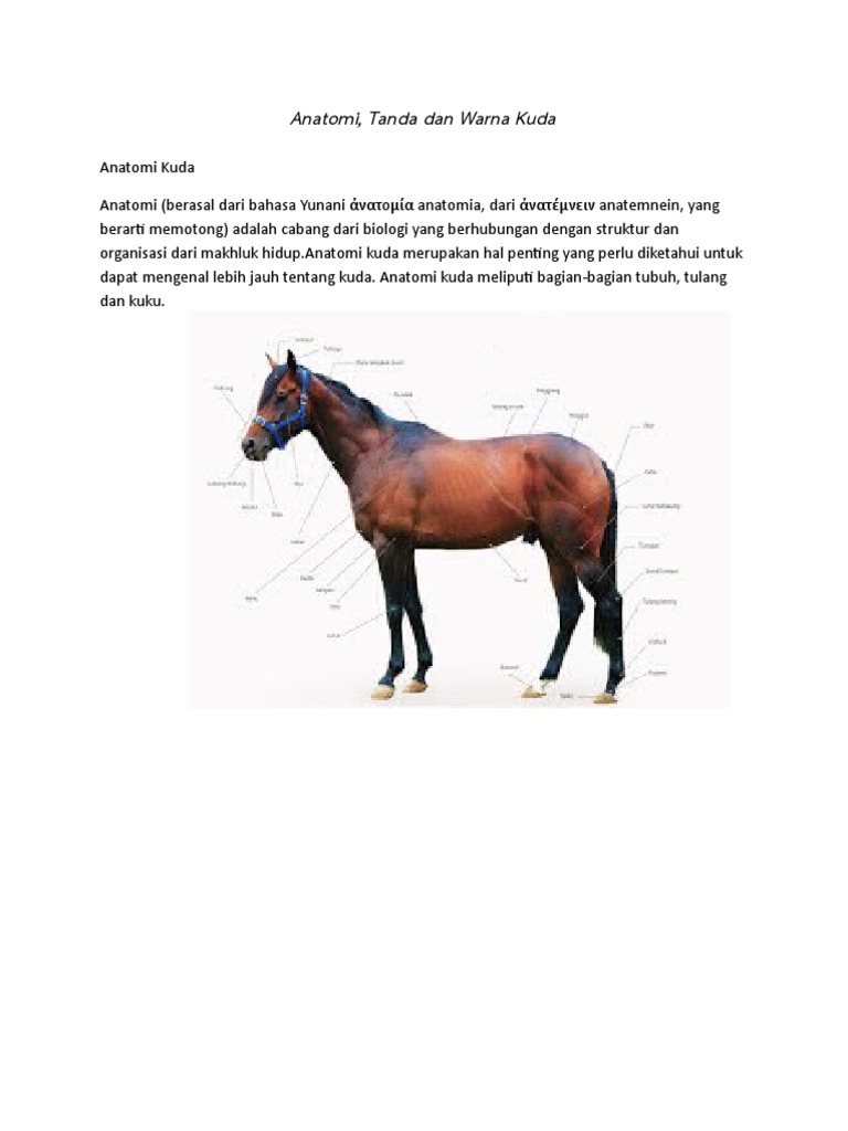 Anatomi Kuda | PDF