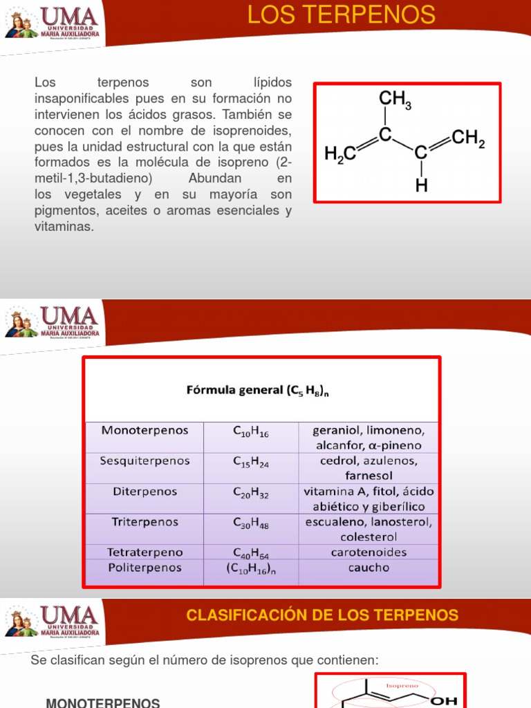 Los Terpenos Pdf Productos Naturales Compuestos Orgánicos