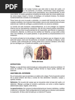 Ángulo de Louis | PDF | Tórax | Anatomía humana
