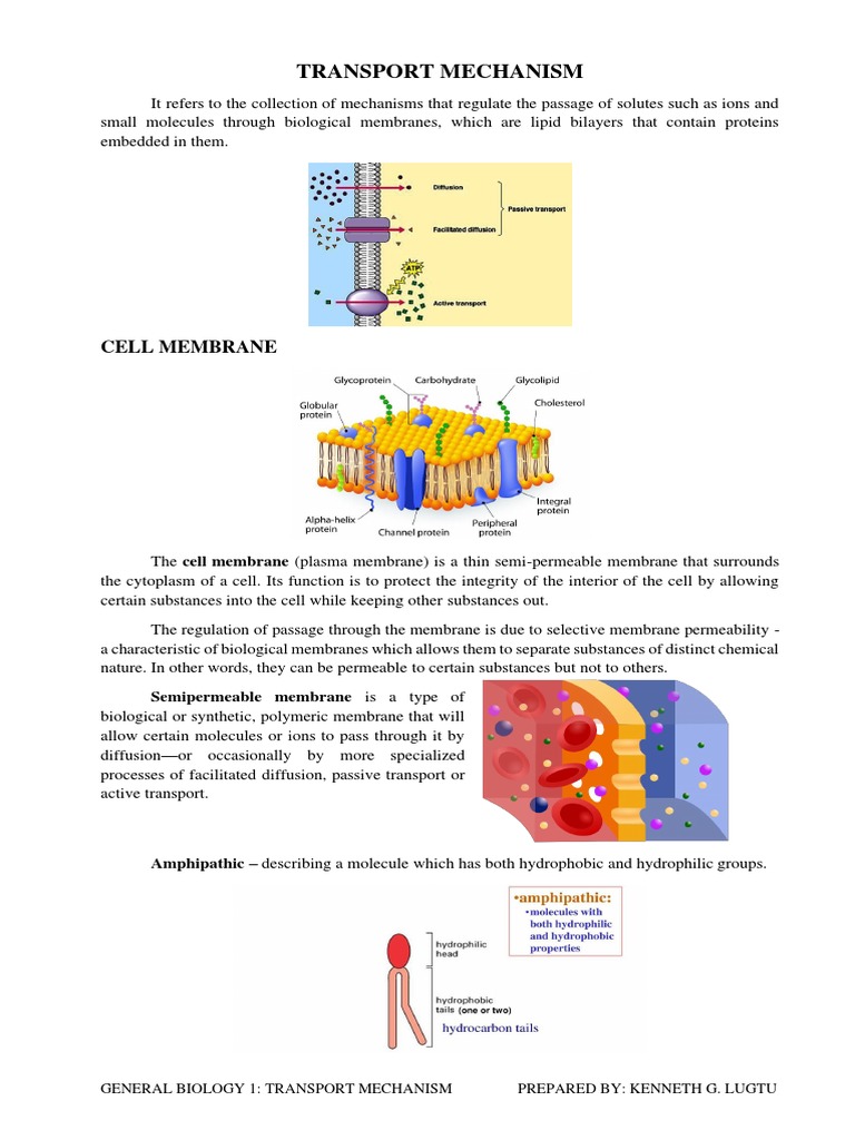 Transport Mechanism | Download Free PDF | Biological Membrane | Cell ...