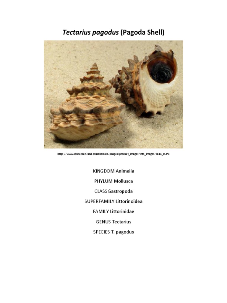 Tectarius Pagodus (Pagoda Shell) | PDF
