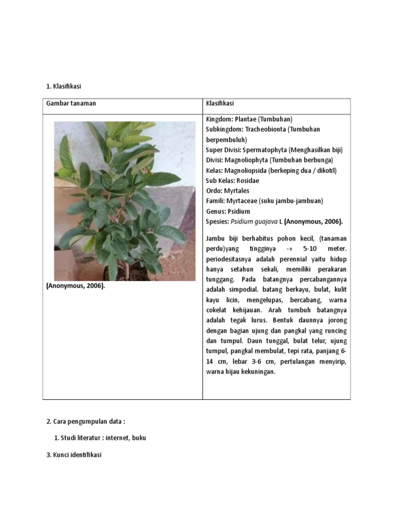 Deskripsi Morfologi Jambu | PDF