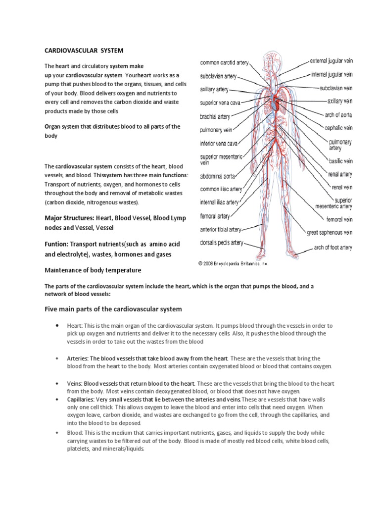Cardiovascular System: Up Your Cardiovascular System. Yourheart Works ...