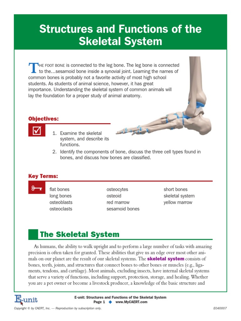 Skeletal System E-Unit Reading - Use As Additional Resource - Same ...
