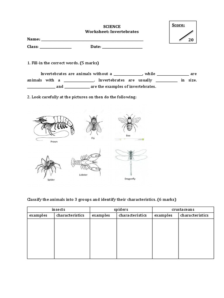 Science Worksheet: Invertebrates Name: - Class: - Date: - Score | PDF