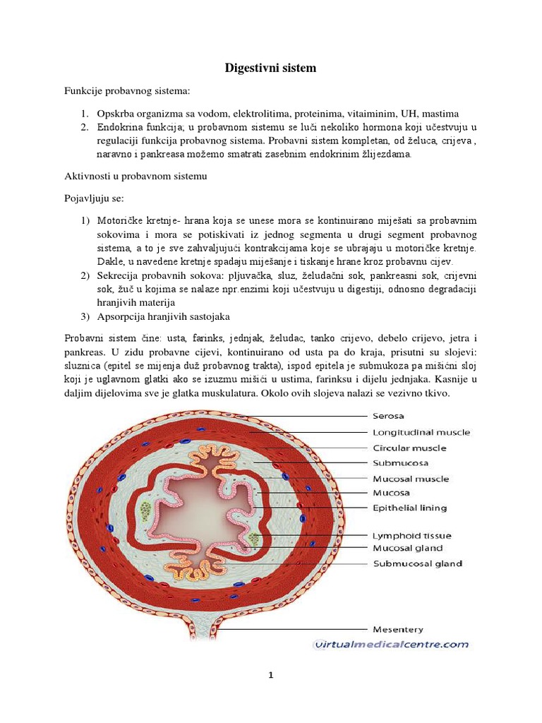 Digestivni Sistem | PDF
