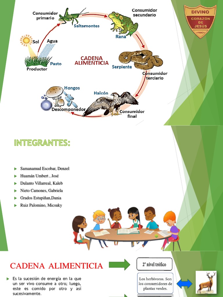 Hoja De Trabajo De La Cadena Alimenticia Simple