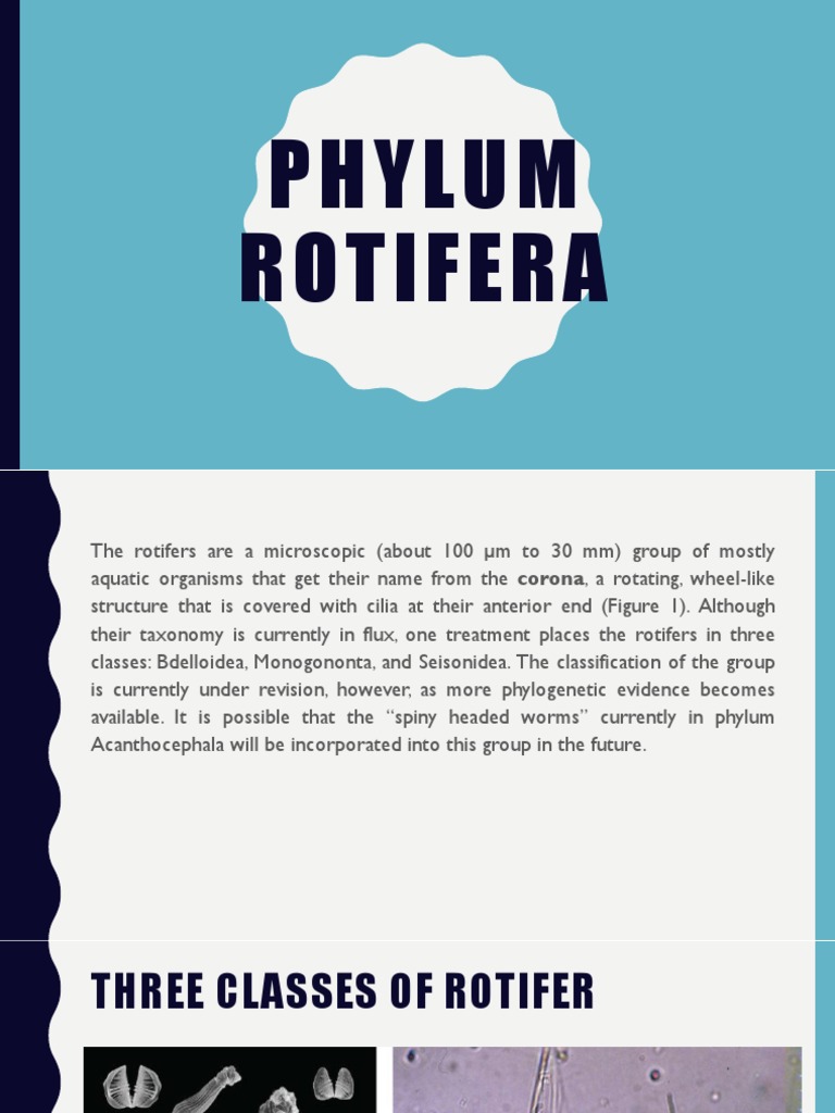 Phylum Rotifera Presentation | PDF | Organisms | Nature