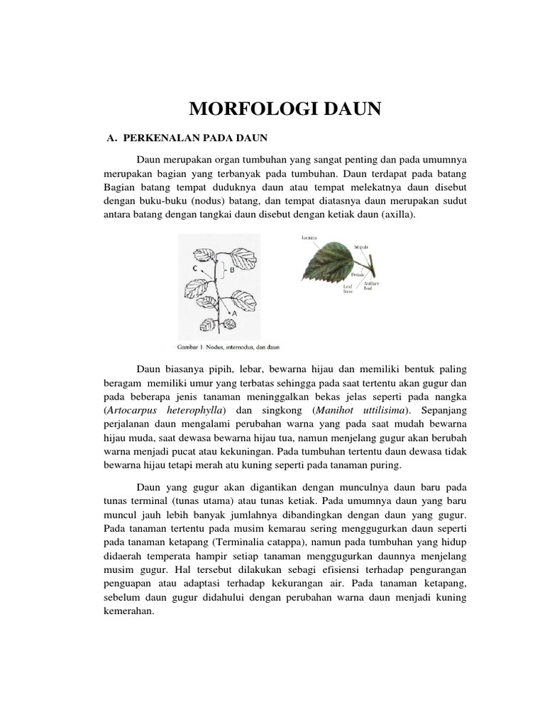 Morfologi Daun | PDF