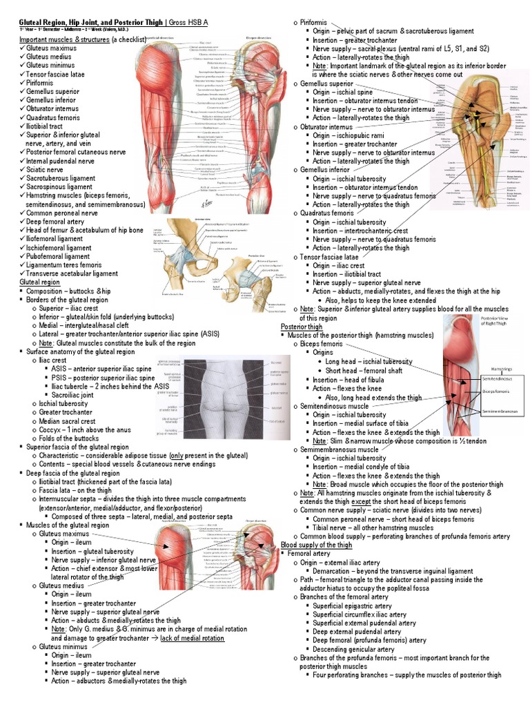 Gross HSB A - Gluteal Region, Hip Joint, and Posterior Thigh | PDF ...