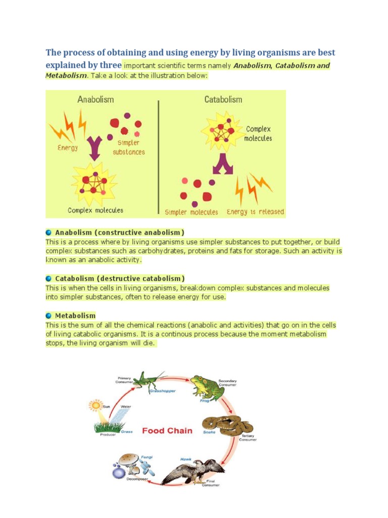 The Process of Obtaining and Using Energy by Living Organisms Are Best ...