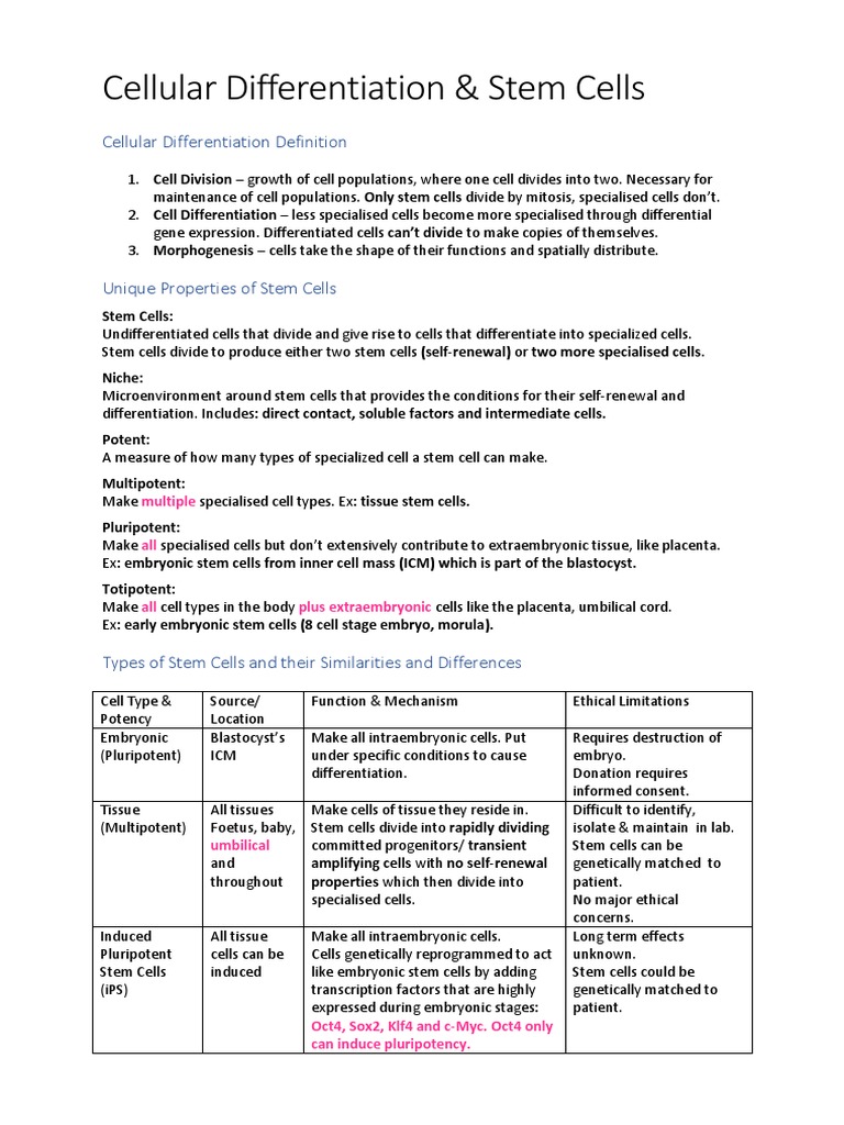 MM2 Cellular Differentiation | PDF | Stem Cell | Cell Potency