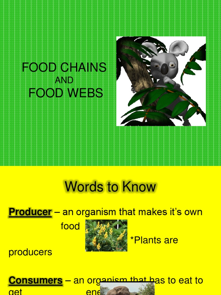 Understanding Food Webs: An Interactive Guide to Producers, Consumers ...