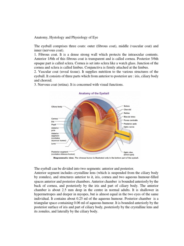 PBL Eye No1,2,3 | PDF | Cornea | Human Eye