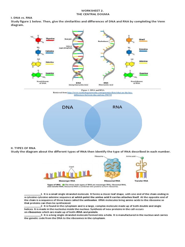 Worksheet 2.dna and Rna | PDF | Rna | Ribosome