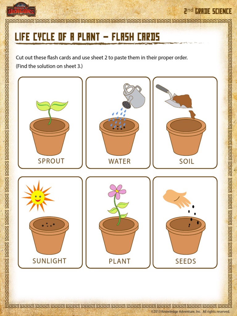 Life Cycle of A Plant Flash Cards | PDF | Games & Activities