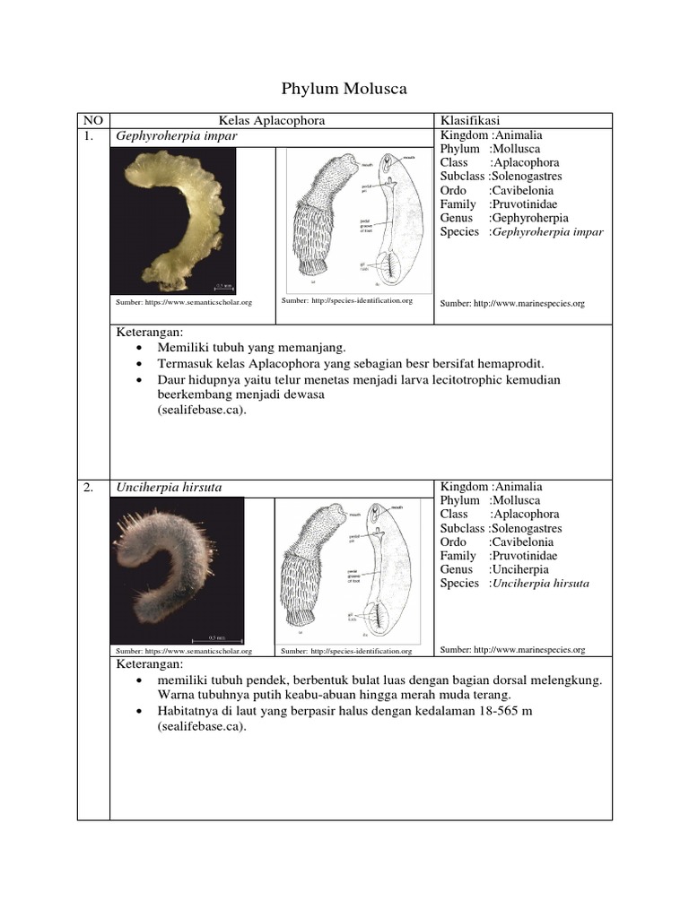 Phylum Molusca | PDF