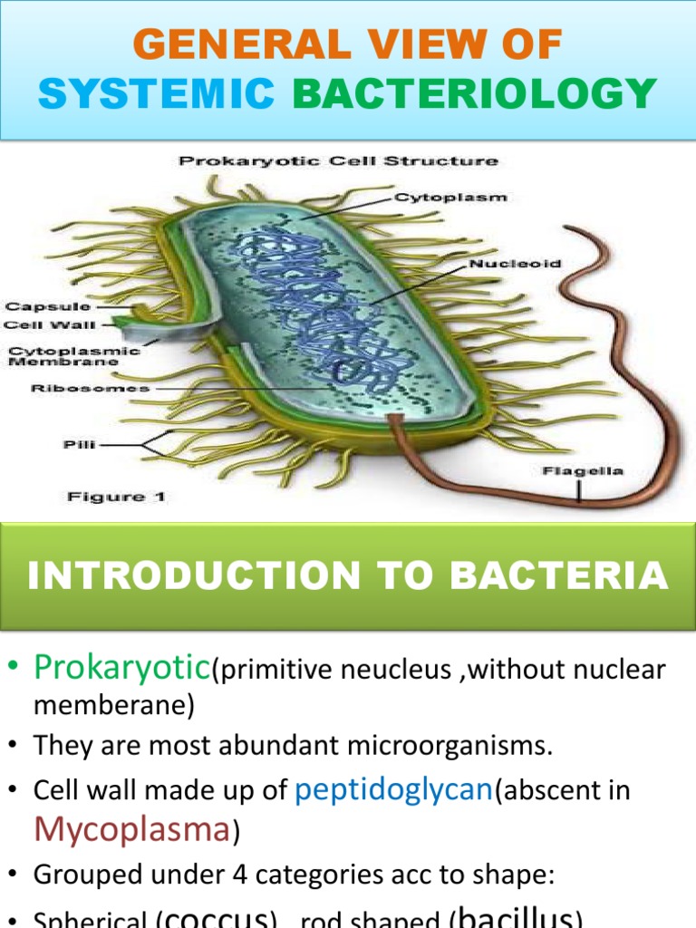 General Bacteriology PPT Vivek | PDF | Mycobacterium | Bacteria