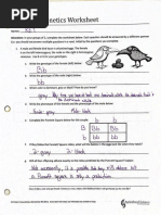 SpongeBob Genetics 2 Answers | PDF