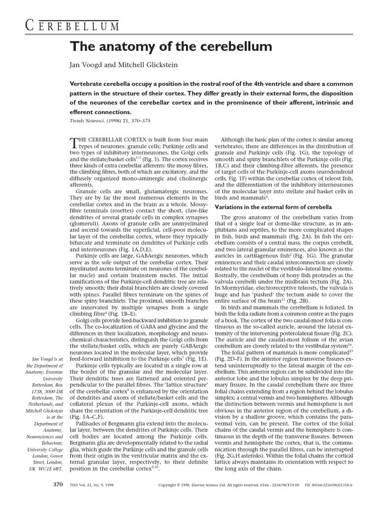 The Anatomy of The Cerebellum: Erebellum | PDF | Cerebellum | Anatomy