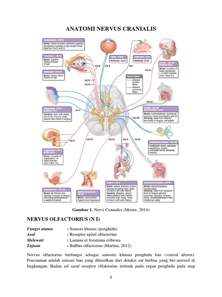 Anatomi Nervus Cranialis: Nervus Olfactorius (N I) | PDF