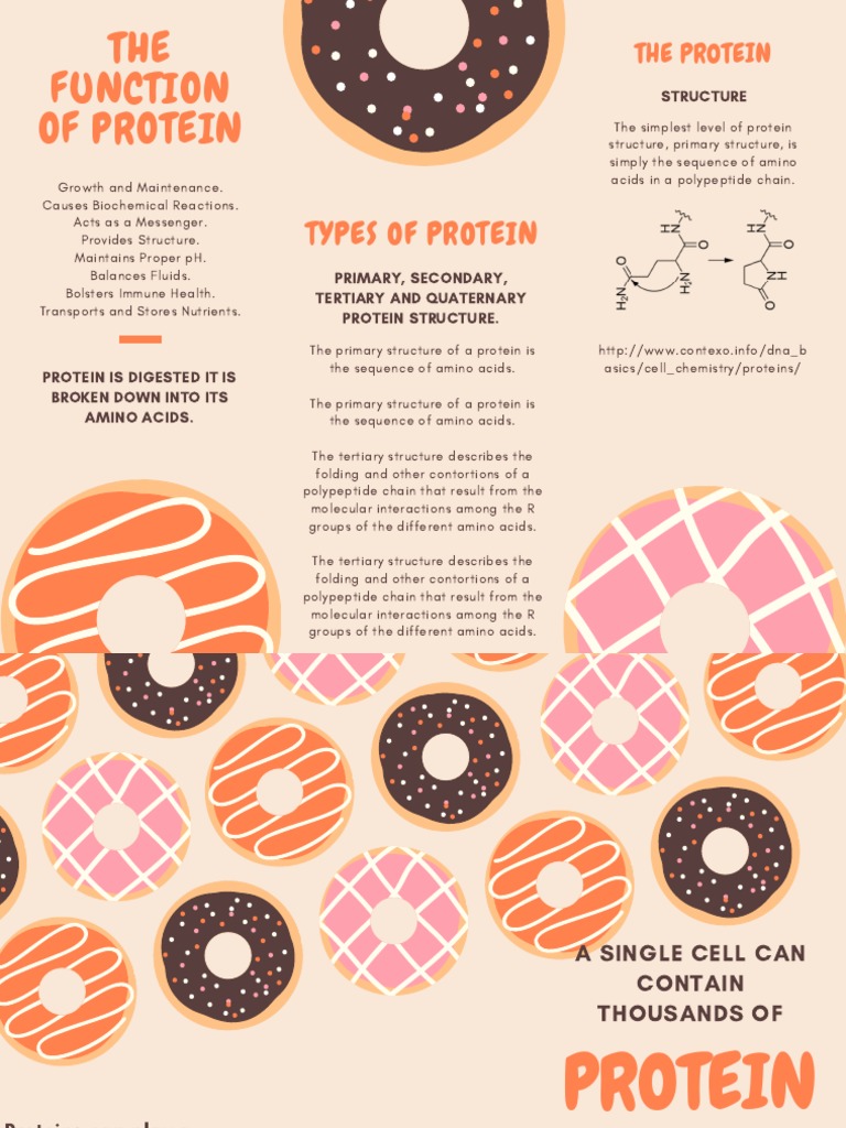 THE Function of Protein | PDF | Biomolecular Structure | Proteins