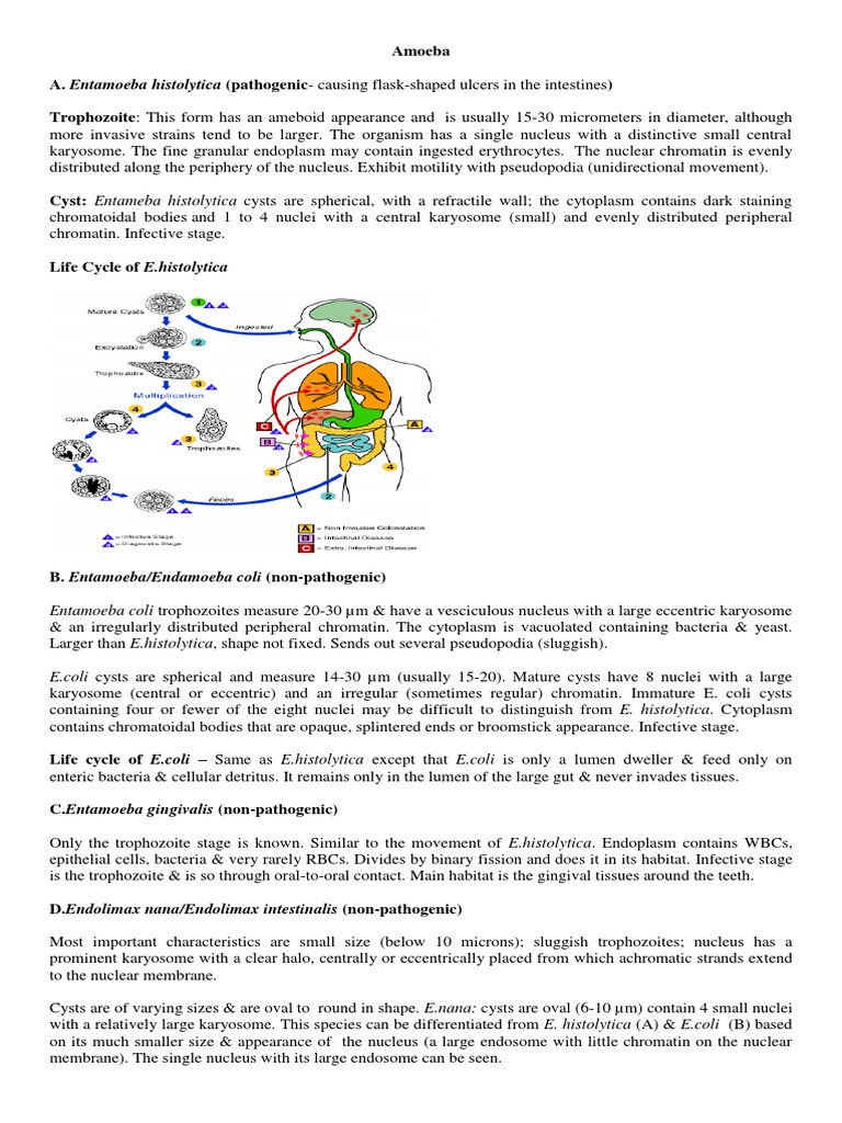 Pathogenic and Non-Pathogenic Amoebas and Flagellates | PDF | Organisms ...
