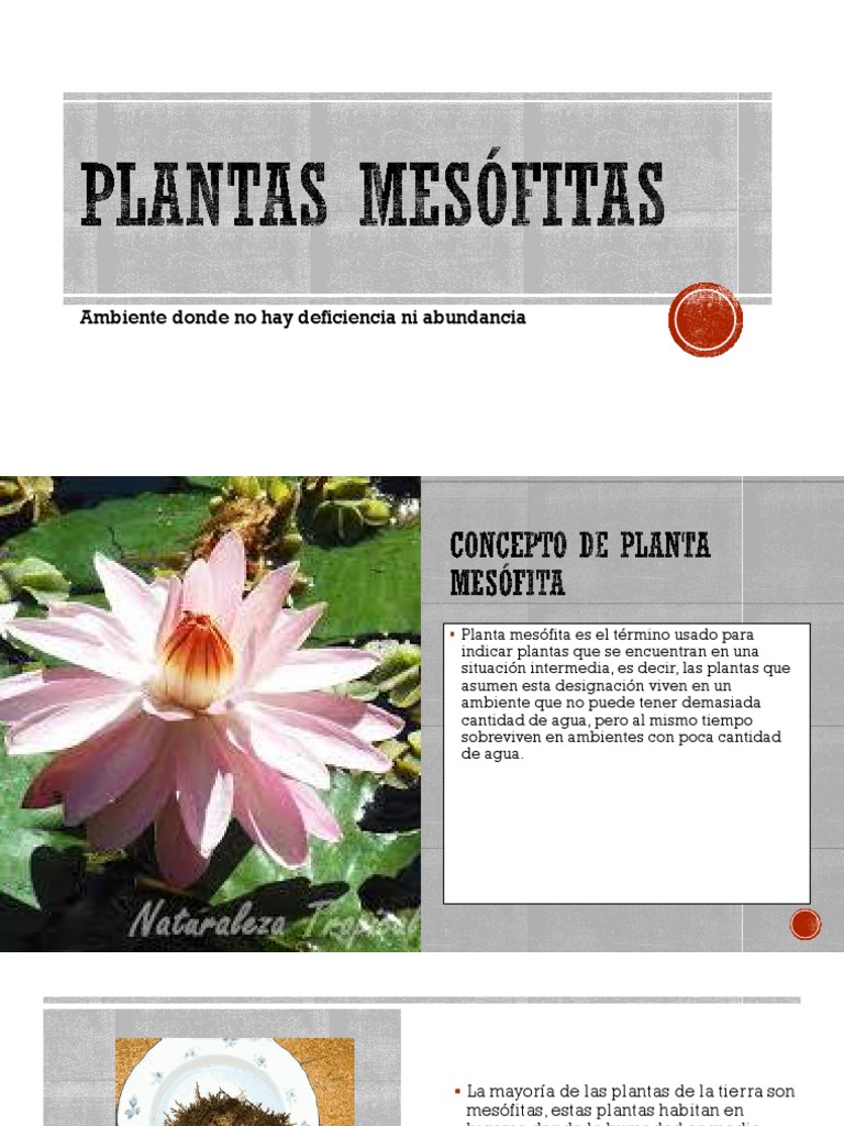 Plantas mesófitas | Hoja | Arquitectura del Paisaje