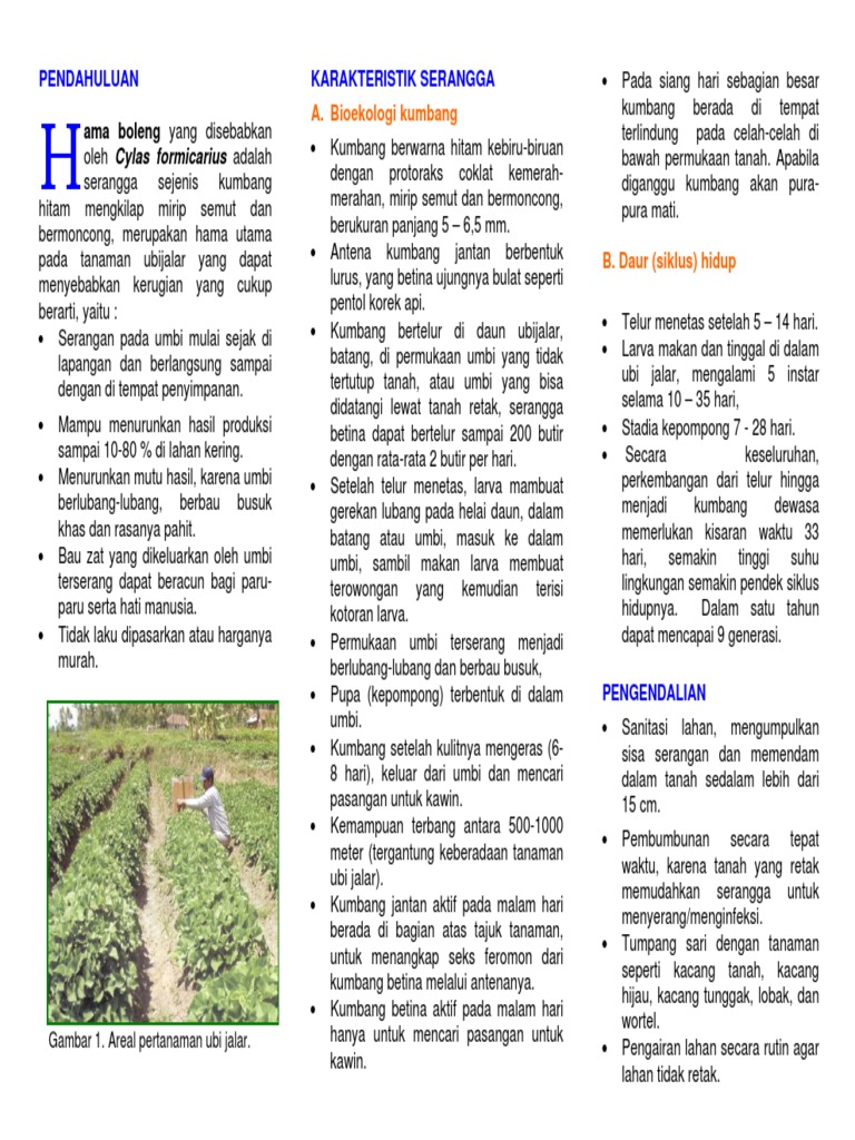 Leaflet Pengendalian Hama Boleng (Cylas Formicarius) | PDF