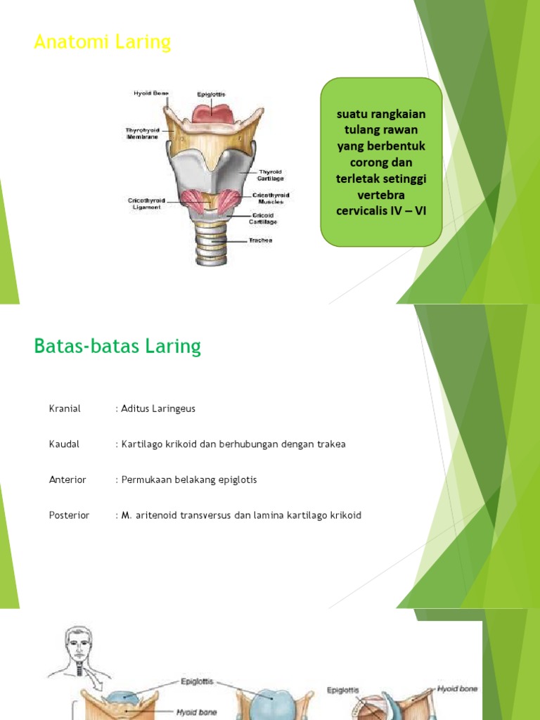 Anatomi Laring | PDF