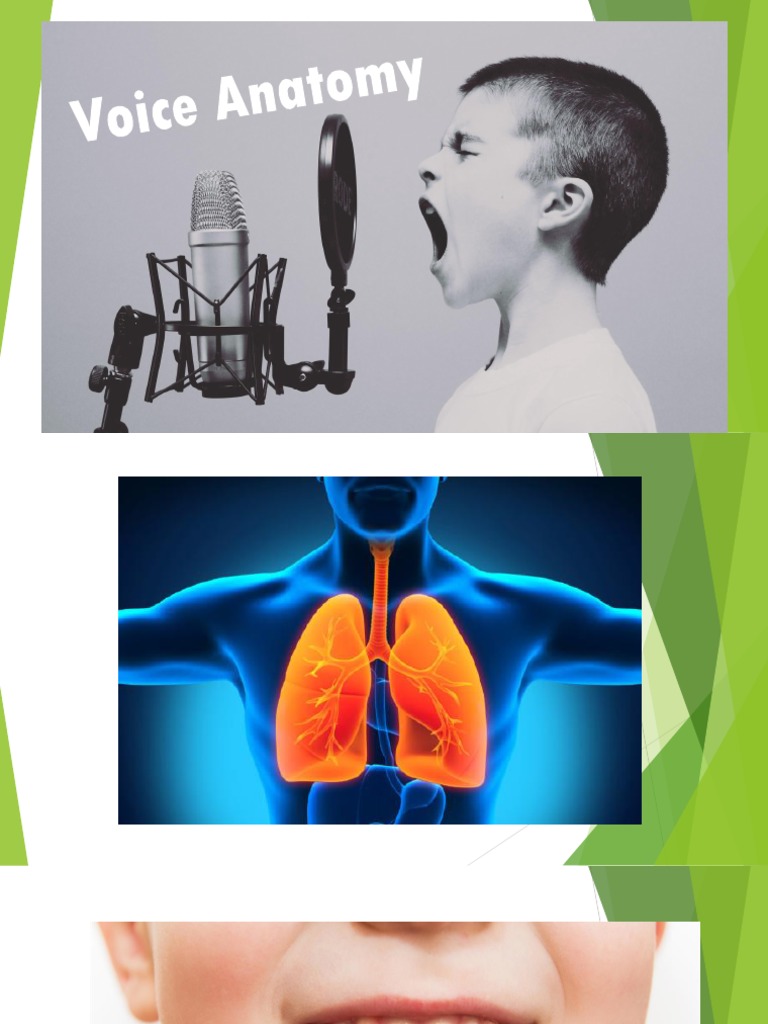 Voice Anatomy Pdf