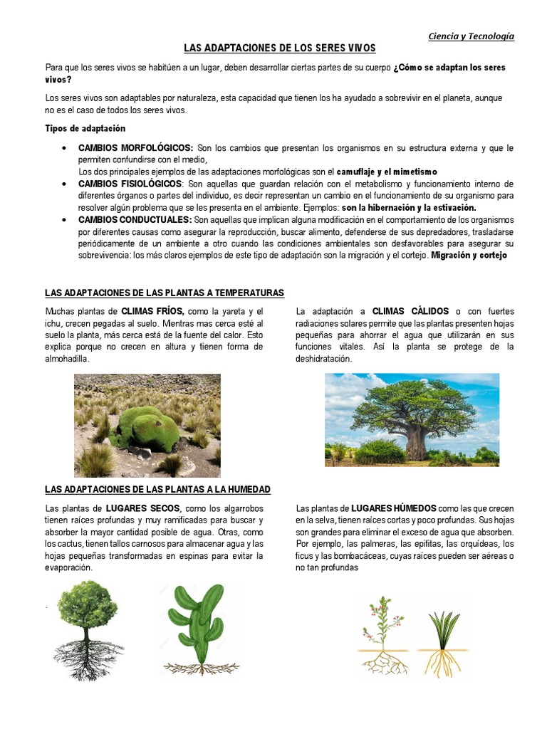 Adaptaciones de las Plantas a su Hábitat | PDF | Adaptación | Plantas