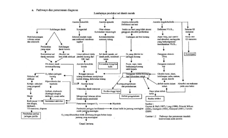Bagan Pathway Anemia | PDF