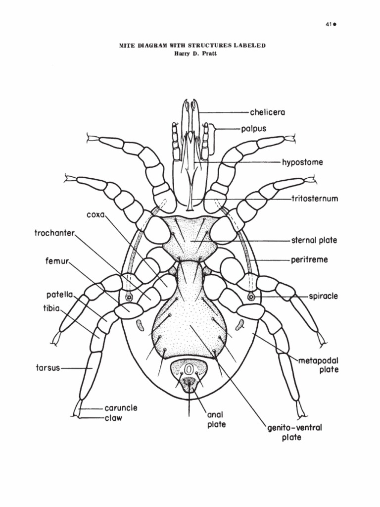 Chelicera: Harry D. Pratt | PDF | Chelicerates | Arthropods