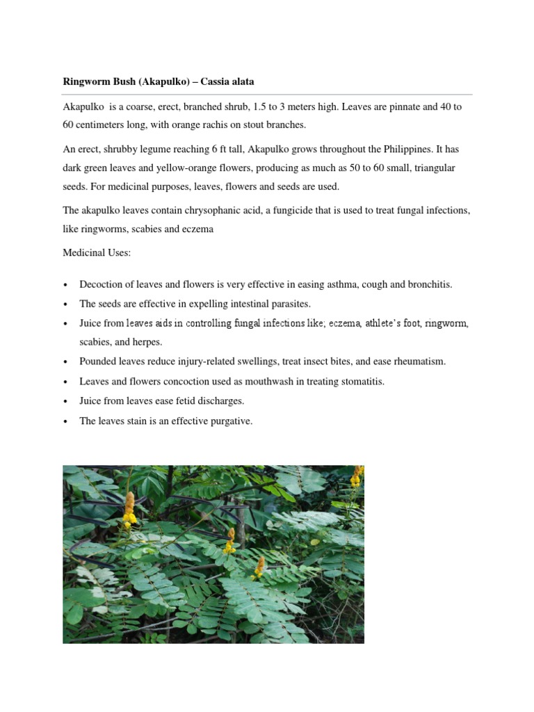 Ringworm Bush (Akapulko) - Cassia Alata | PDF | Garlic | Cholesterol