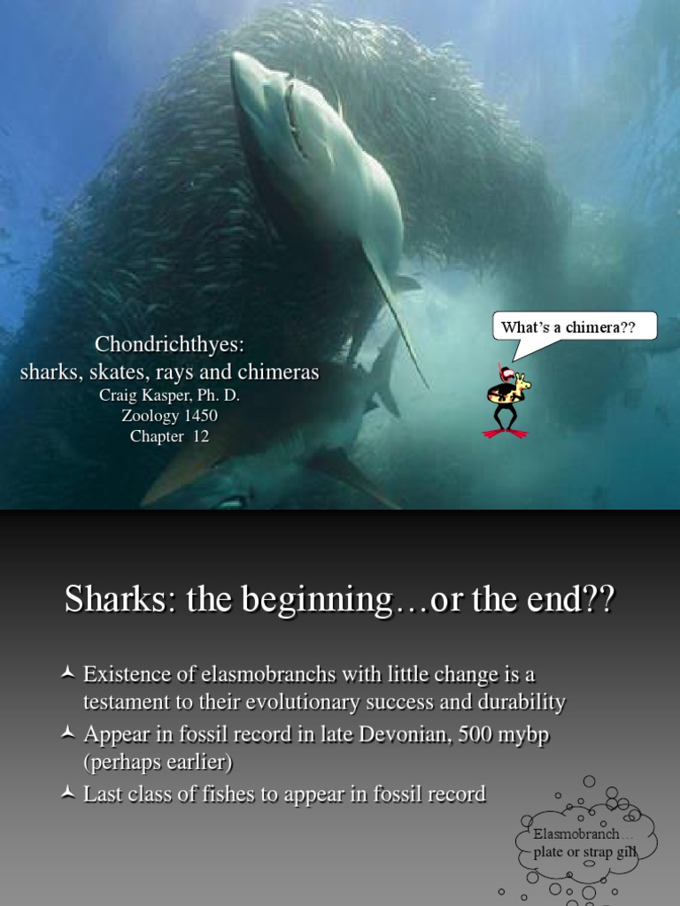 Ch. 12 (Chondrichthyes Sharks Skates Rays) | PDF | Sharks | Elasmobranchii