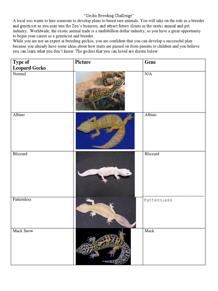 Type of Leopard Gecko Picture Gene: Patternless | PDF | Dominance ...