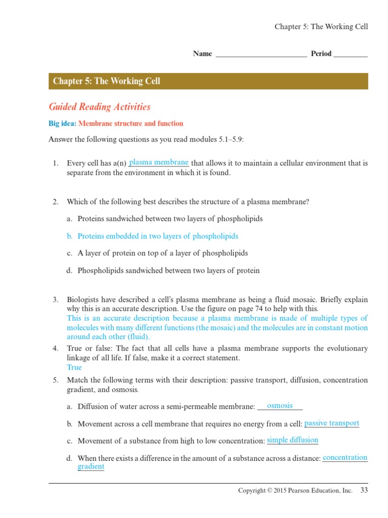 05 Guided Reading Activity Answers | PDF | Cell Membrane | Osmosis