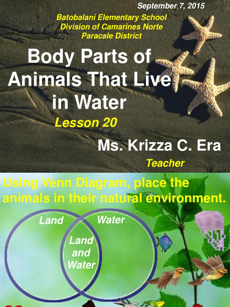 Lesson 20 Animals That Live On Water | PDF | Fish | Organisms