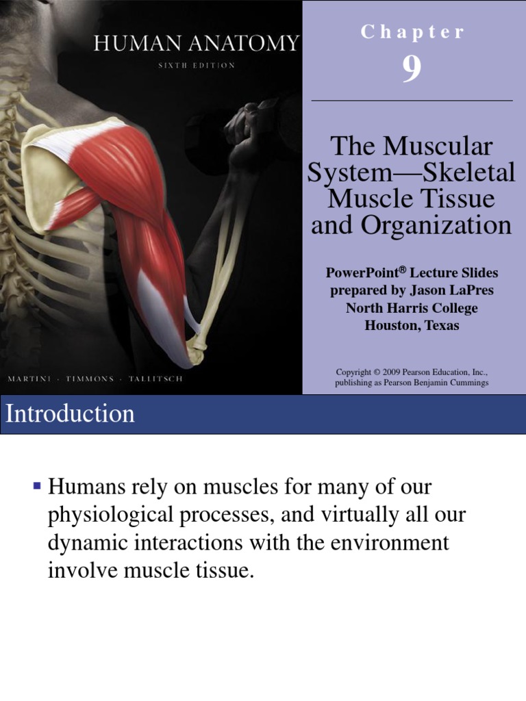 The Muscular System-Skeletal Muscle Tissue and Organization | PDF ...